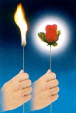 Torch to Rose – Make It Magic